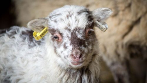 Adams Farm - Adam's Cotswolds Farm Park