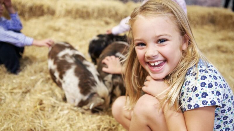 Adams Farm - Adam's Cotswolds Farm Park