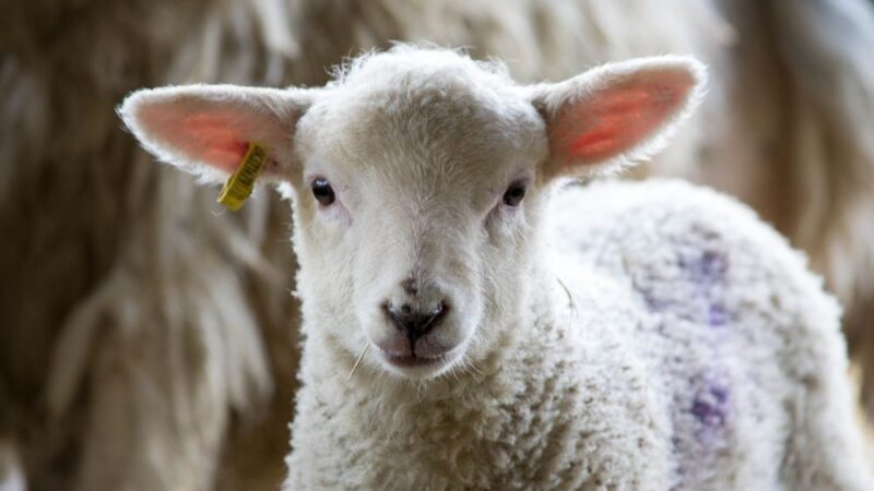 Adams Farm - Adam's Cotswolds Farm Park