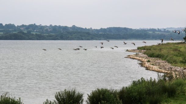 Hambleton Peninsula Dog Walk, Rutland Water - The Outdoor Guide