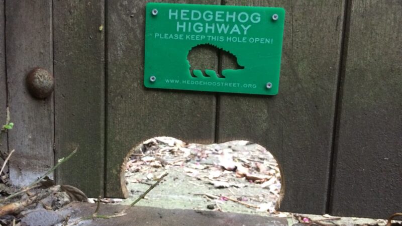 How to Make Your Garden Hedgehog-friendly - The Outdoor Guide